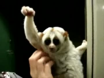 ニコニ･コモンズ