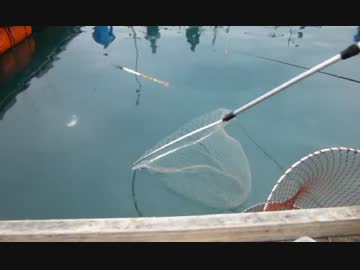 大阪海上釣り堀サザンに行ってきました - ニコニ･コモンズ