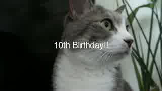 人気の「マダム」動画 56本 - ニコニコ動画