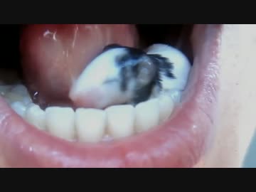 Chick swallows mice [READ DESC] ネズミの丸呑み - ニコニ･コモンズ